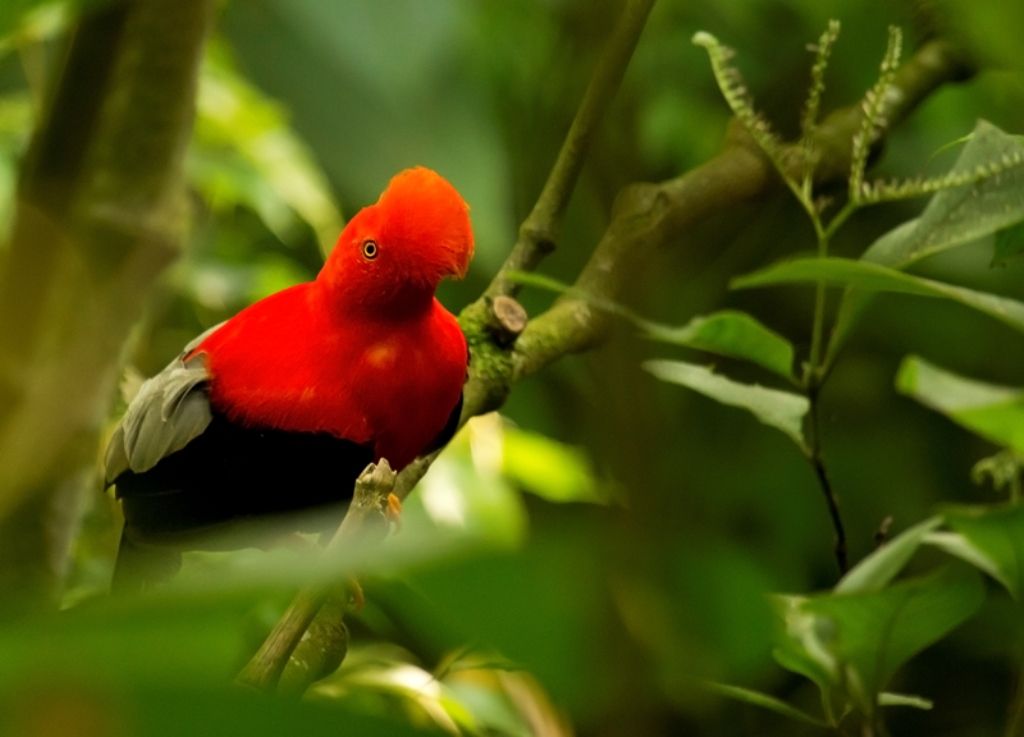 Gallito de Roca (Rupicola peruvianus) Cock-of-the-Rock – Risaralda Bird ...